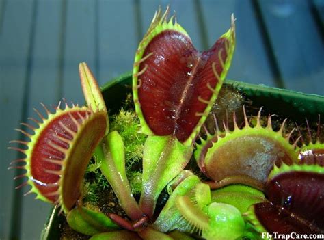 Venus Flytrap Registered Cultivars List
