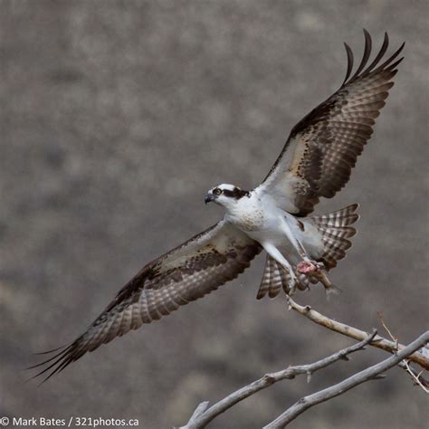 Osprey Dinner Osprey Yellowstone Trip Osprey Bird