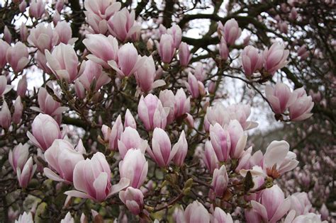 Magnolia Floraison Dissout Photo Gratuite Sur Pixabay Pixabay