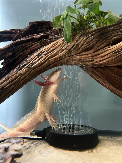 Ceremonial Bubble Dance R Axolotls