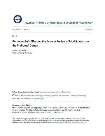 Pornography S Effect On The Brain A Review Of Modifications In The Prefrontal Cortex VRILwave