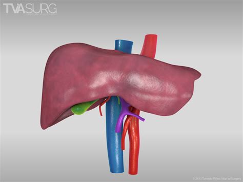 Extended Left Hepatectomy Pkvisualization Surgery