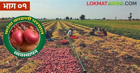 Kanda Kadhani कांदा काढणी करताना आणि सुकवताना काय काळजी घ्यावी वाचा सविस्तर Latest News