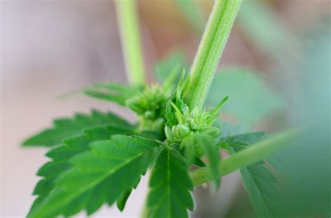 What Are The Early Signs Of Hermie Plants 420 Blog Uk