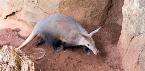 What Do Aardvarks Eat All About The Aardvarks Diet