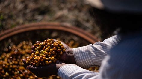 Coffee Among Top Export Commodities With 7 Contribution To Export Earnings Zambian Business Times