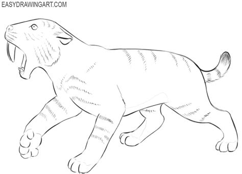 How To Draw A Saber Tooth Tiger Easy Drawing Art