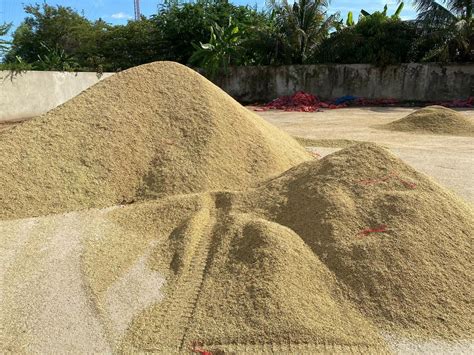 អភិបាលខេត្តបន្ទាយមានជ័យចុះពិនិត្យមើលការលក់ ទិញស្រូវរបស់ប្រជាកសិករ នគរដ្រេហ្គន