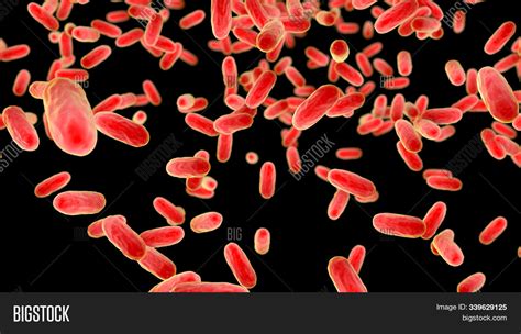 Gram Negative Coccobacillus
