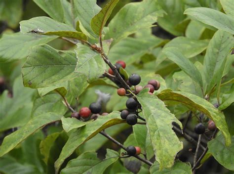 Carolina Buckthorn Msd