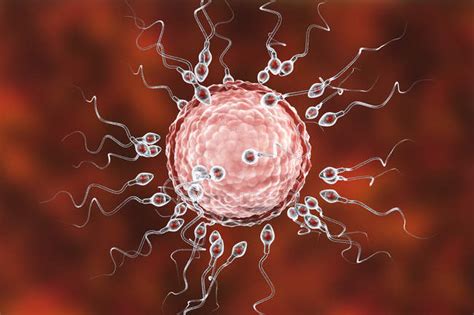 Human egg cell surrounded by numerous spermatozoa, digital illustration ...