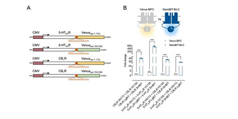 Comparative Analysis Of Nanobit With Venus Bimolecular Fluorescent