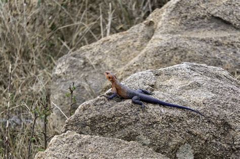 Tanzania Serengeti Agama Lizard On A Rock Stock Image Image Of Park Tanzania Serengeti Agama Lizard On A Rock Stock Image Image Of Park