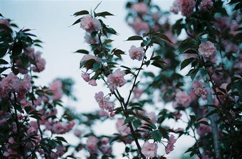 Kashiwa Seiyuu 摄影