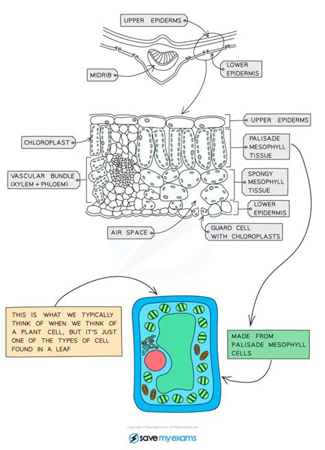 Leaf Anatomy Worksheets Answers Pdf Printable Worksheets