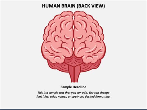 Ppt Brain Anatomy And Function Powerpoint Presentation Ppt Case