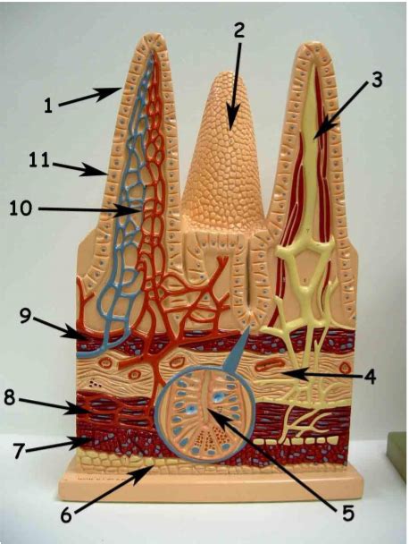 The Small Intestine Villi Diagram Quizlet