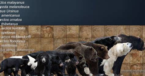 Kodiak Bear Size Comparison Bear Species By Serchio25 Comparison