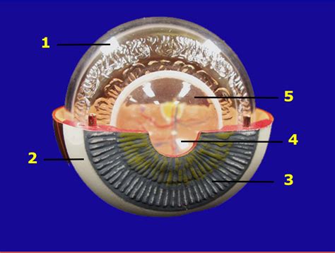 Eye Anterior View Diagram Quizlet