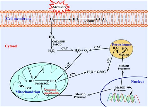 A Schematic Representation Of The Sod Intracellular Location And Roles
