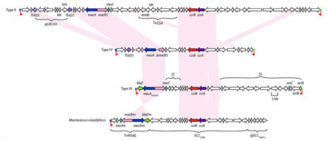 Comparison Of The Type Xi Sccmec Of Lga251 With Other Scc Elements Download Scientific Diagram