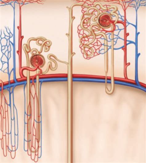 Nephron Loop Diagram Quizlet