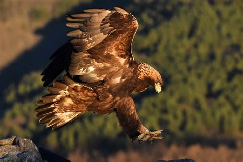 Terrificante Aquila Reale Attacca E Morde Una Bimba Di Soli 20 Mesi