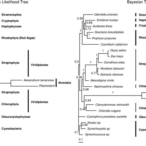 phylogenetic trees constructed using maximum likelihood left and download scientific diagram