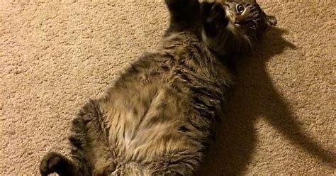 Reach For The Stars Album On Imgur