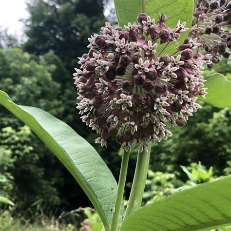 Swamp Milkweed Seeds