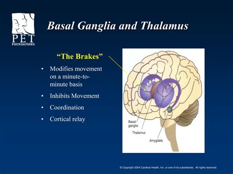 Ppt Brain Anatomy And Function Powerpoint Presentation Free Download
