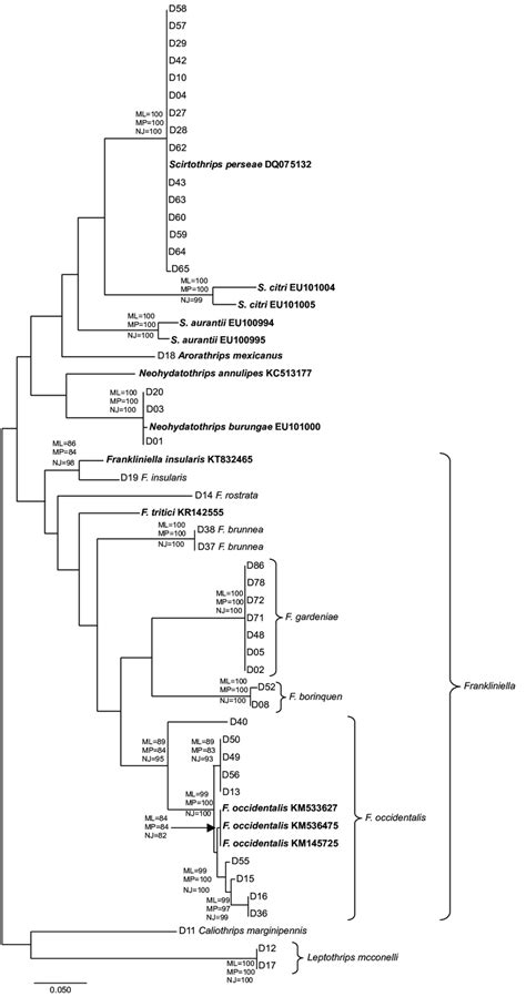 dendrogram inferred from maximum parsimony mp maximum likelihood