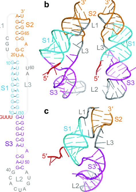 three stemmed architecture of sars cov 2 frameshiftstimulatory