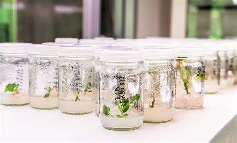 Introducing New Model Plant Species For 2024 Plantae