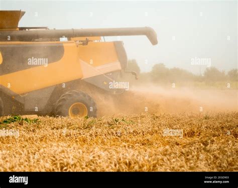 Wheat Harvesting On Field In Summer Season Wide Chaff Spreading By