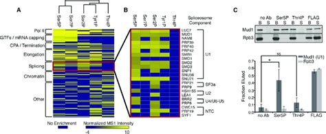Phospho Ctd Interactomes Reveal Connection Between Pol Ii Ctd Ser5p