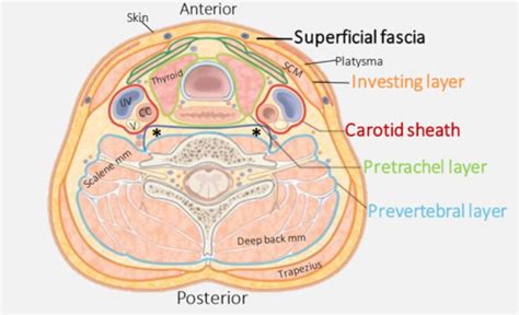Deep Neck Flashcards Quizlet
