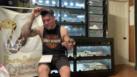 Breeding Burmese Pythons 101 Prt 1 YouTube