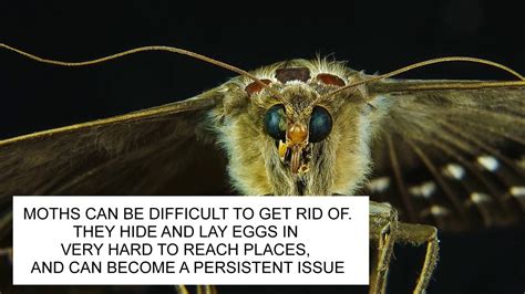 How To Get Rid Of Moths And Moth Prevention Uk ~ Catch It Ltd Pest