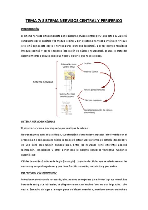 TEMA-7-sistema-nervioso-central-y-periferico.pdf