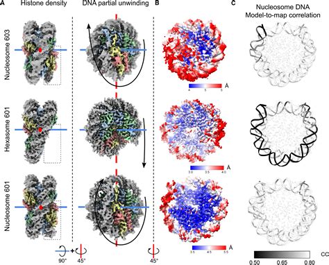 Structure And Dynamics Of A Nucleosome Core Particle Based On Widom 603