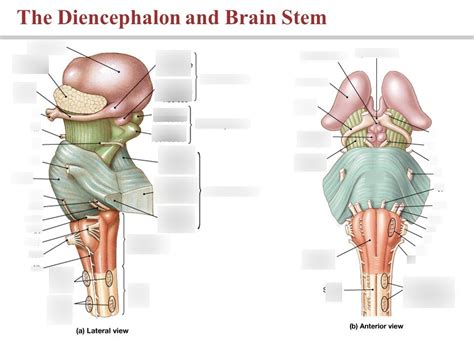 Diencephalon