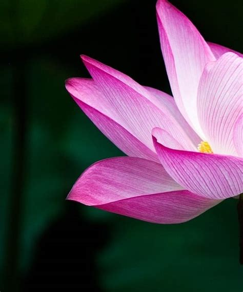 【opencv】画像のリサイズ、トリミング、回転、反転 Python 3pysci 【opencv】画像のリサイズ、トリミング、回転、反転 Python 3pysci