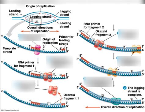 What Is The Template Strand In Dna Replication Free Printable Download