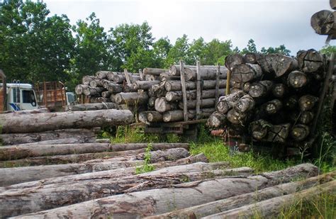 it s time forensic timber tracing became mainstream · dai publications