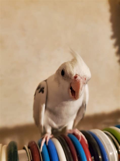 Discover More Like Cockatiel Data With Dad Versus Data With Mom And