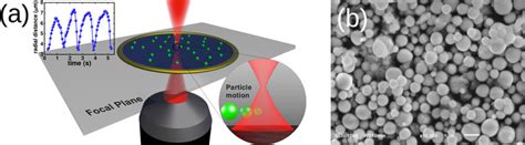 A Experimental Setup Yielding The Optically Induced Oscillations Of