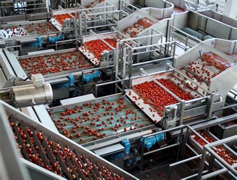 Tomato Sorting And Processing Ssoe Group