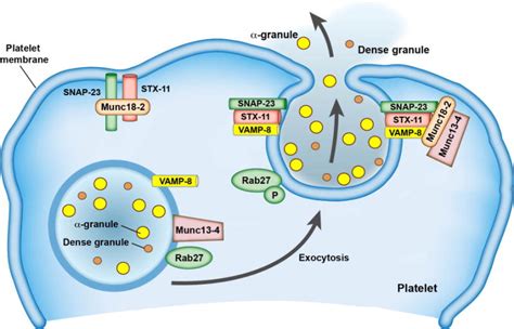 Platelet Secretion In Inflammatory And Infectious Diseases Pmc