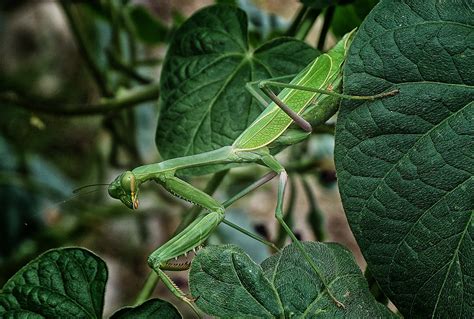 Insects Bob Eckert Photography